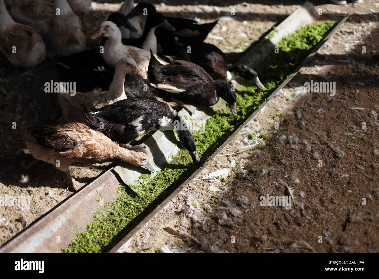 Jabalia, Gaza Strip, Palestinian Territory. 27th Nov, 2019. Ducks are ...