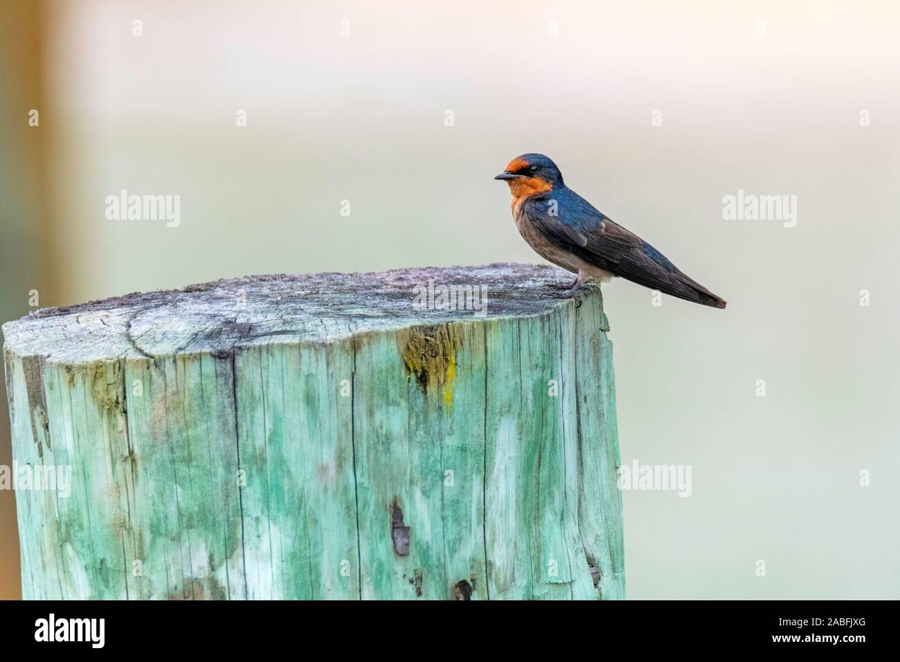 House Swallow Hirundo javanica subfusca Vitogo, Fiji 21 October 2019 ...