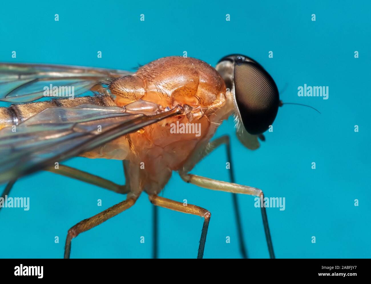 Macro Photography of Orange Robber Fly Isolated on Blue Floor Stock ...