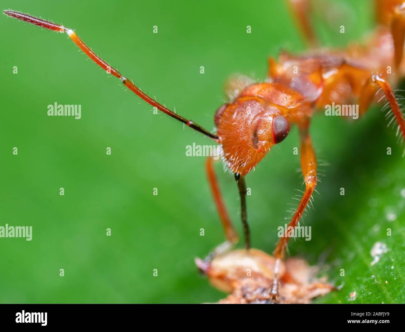 Macro Photography of Assassin Bug Eating Dry Bird Poop on Green Leaf ...