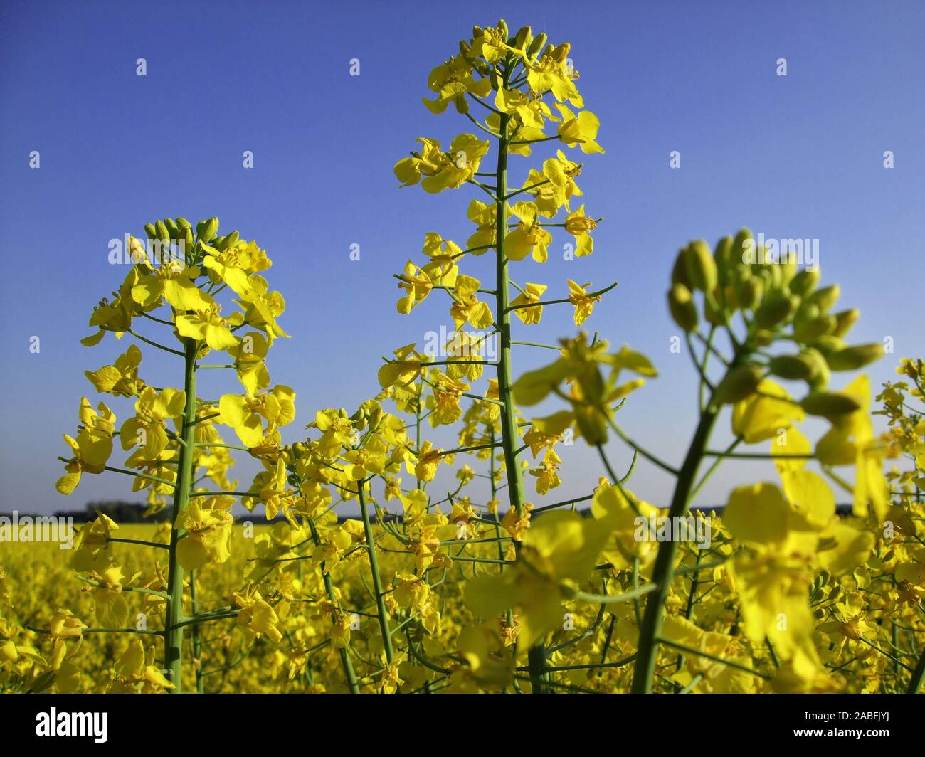 Raps bluten hi-res stock photography and images - Alamy