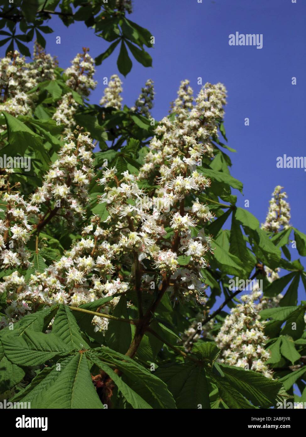 Bluehender kastanienbaum hi-res stock photography and images - Alamy