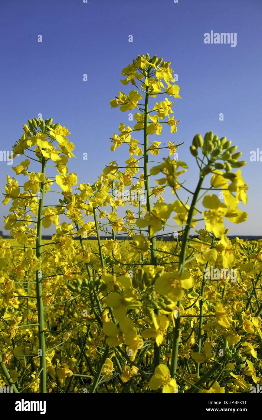 Rapsbluten hi-res stock photography and images - Alamy