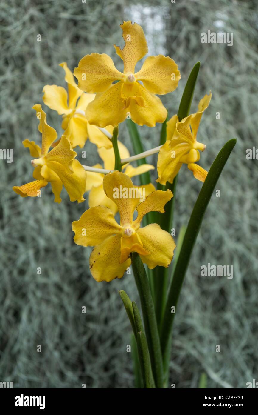 Yellow vanda orchids in the garden. Queen of vanda orchids Stock Photo ...