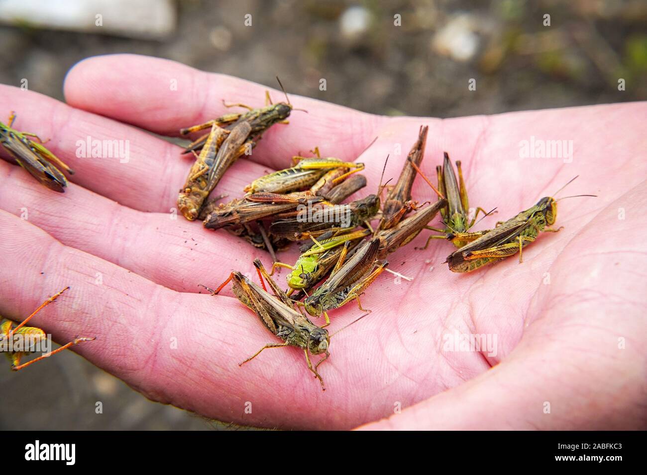 Invasion ecology hi-res stock photography and images - Alamy