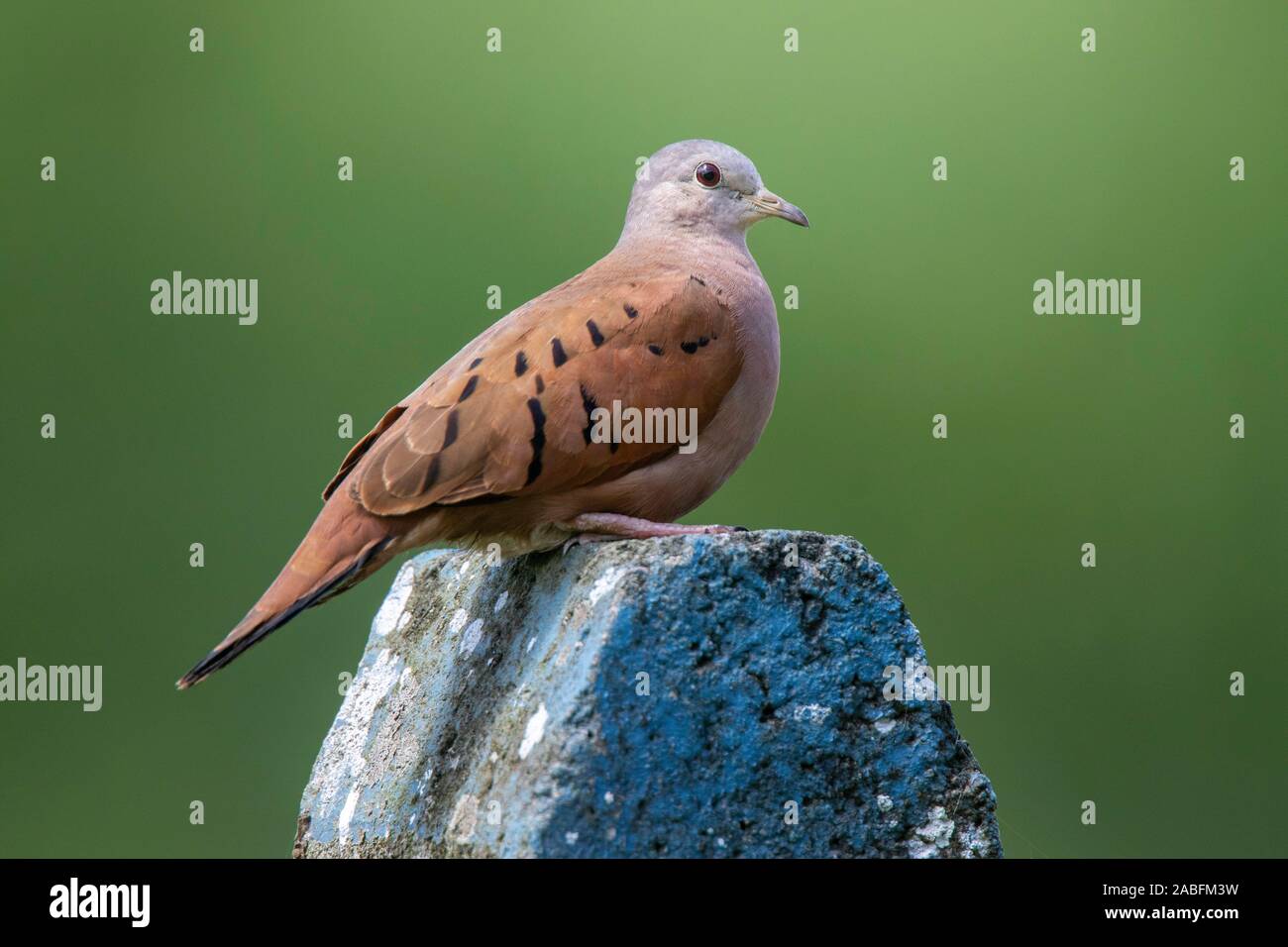 Ruddy Ground-Dove Columbina talpacoti Rio Chiquito, Costa Rica 12 March ...
