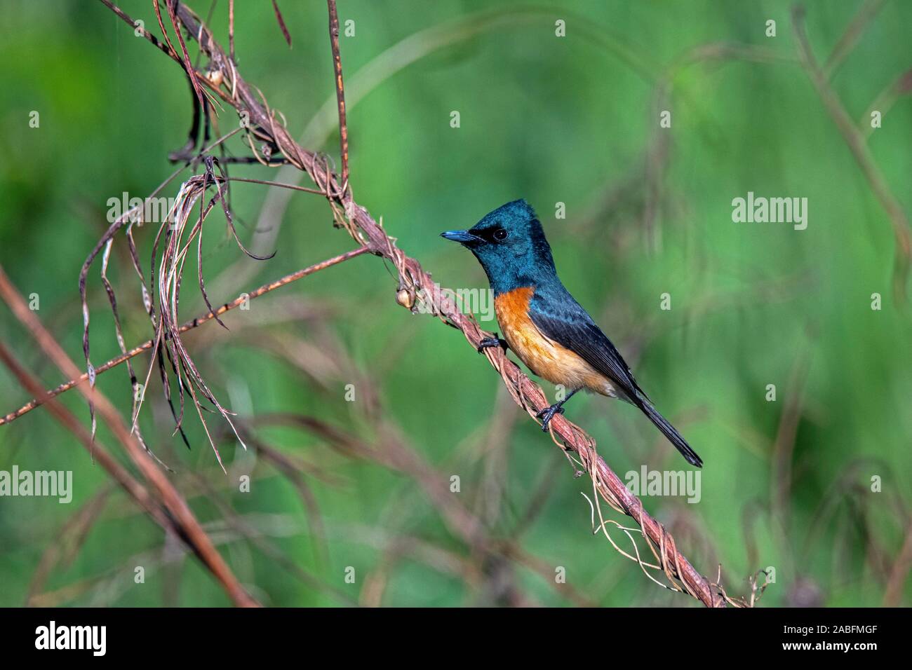 Vanikoro flycatcher hi-res stock photography and images - Alamy