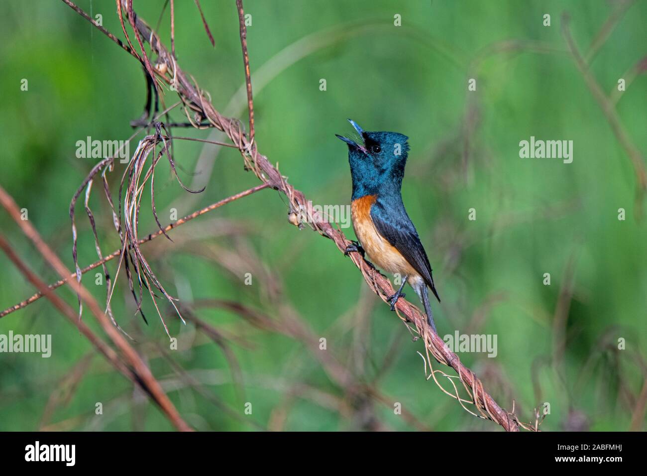 Vanikoro flycatcher hi-res stock photography and images - Alamy