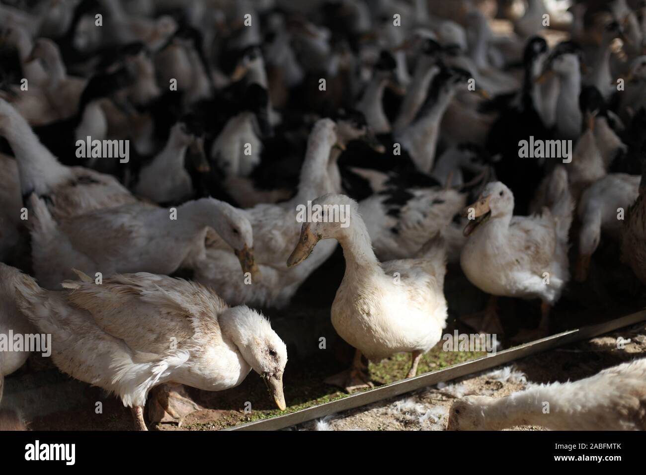 Jabalia, Gaza Strip, Palestinian Territory. 27th Nov, 2019. Ducks are ...