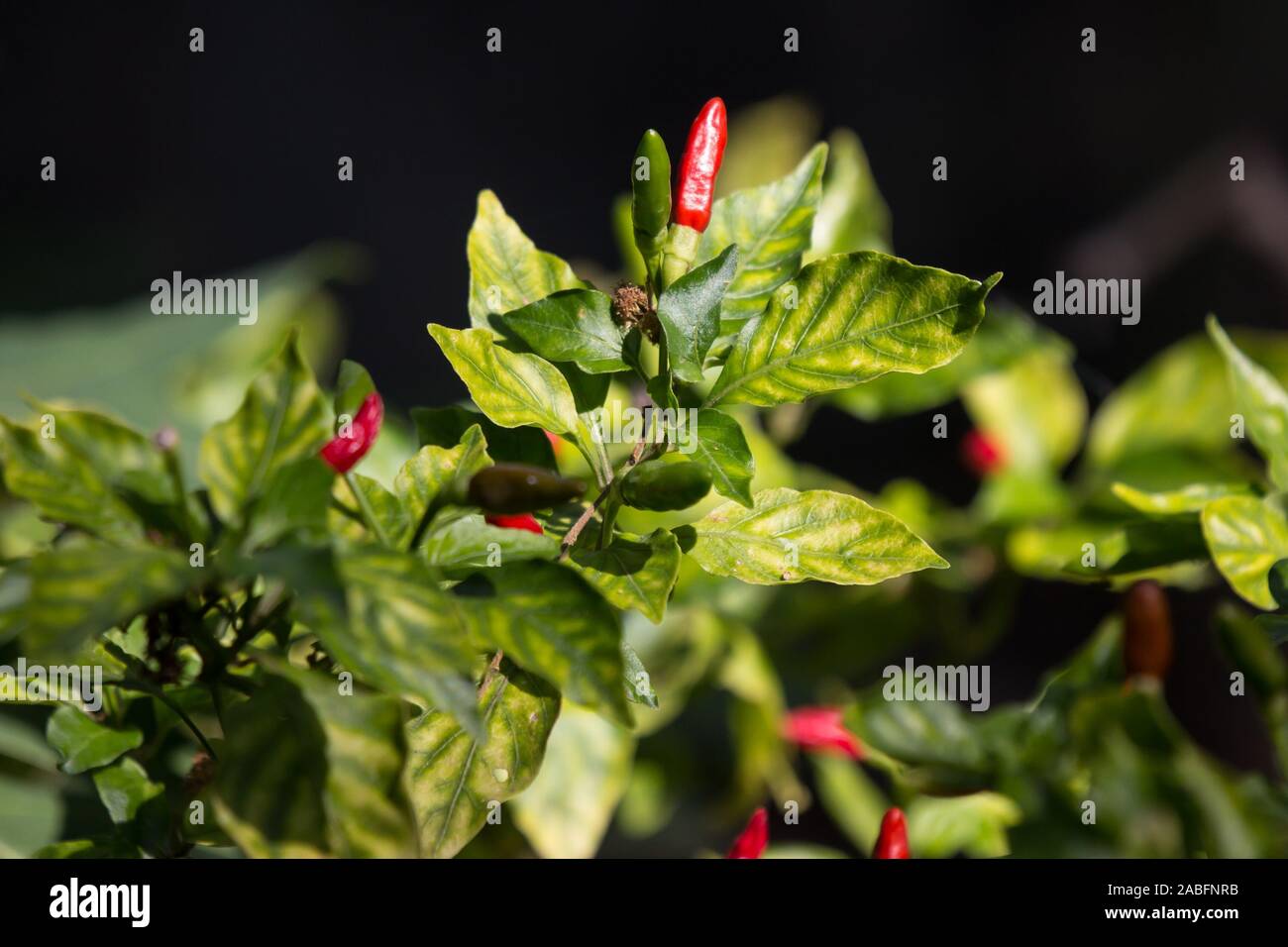 Chilli Padi or Bird's Eye Chilli or Bird Chilli or Thai pepper Stock ...