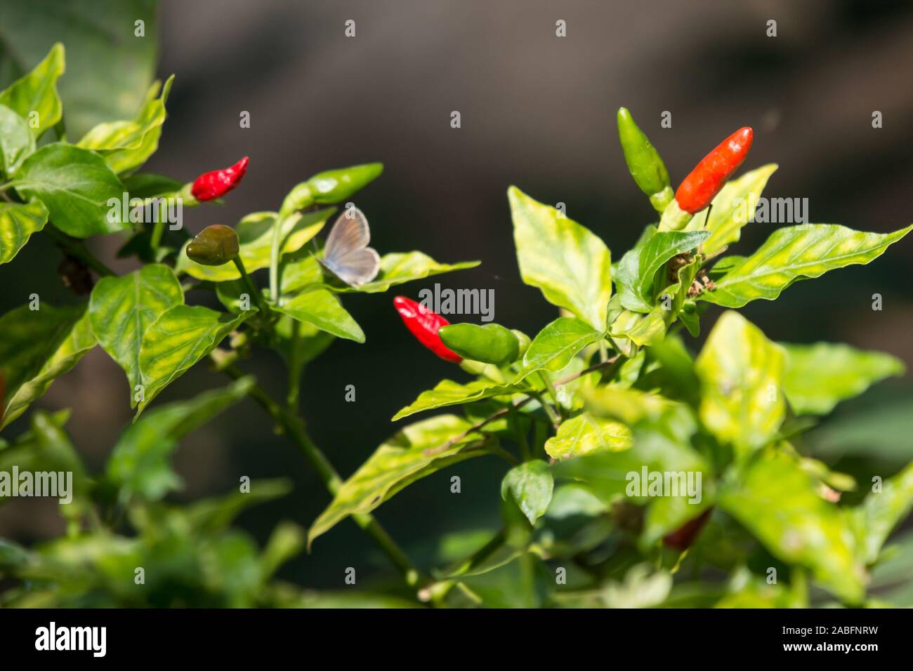 Chilli Padi or Bird's Eye Chilli or Bird Chilli or Thai pepper Stock ...