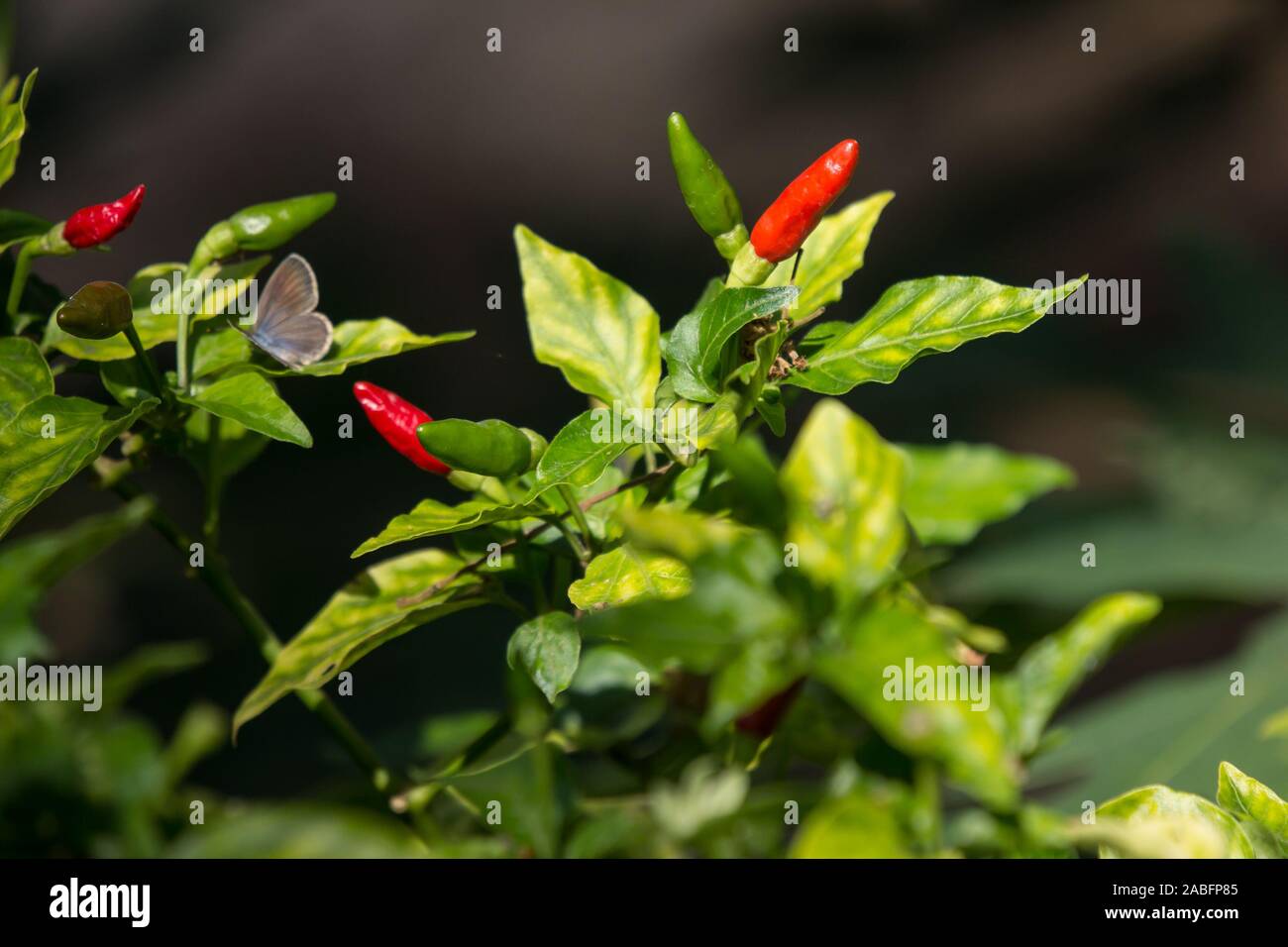 Chilli padi hi-res stock photography and images - Alamy