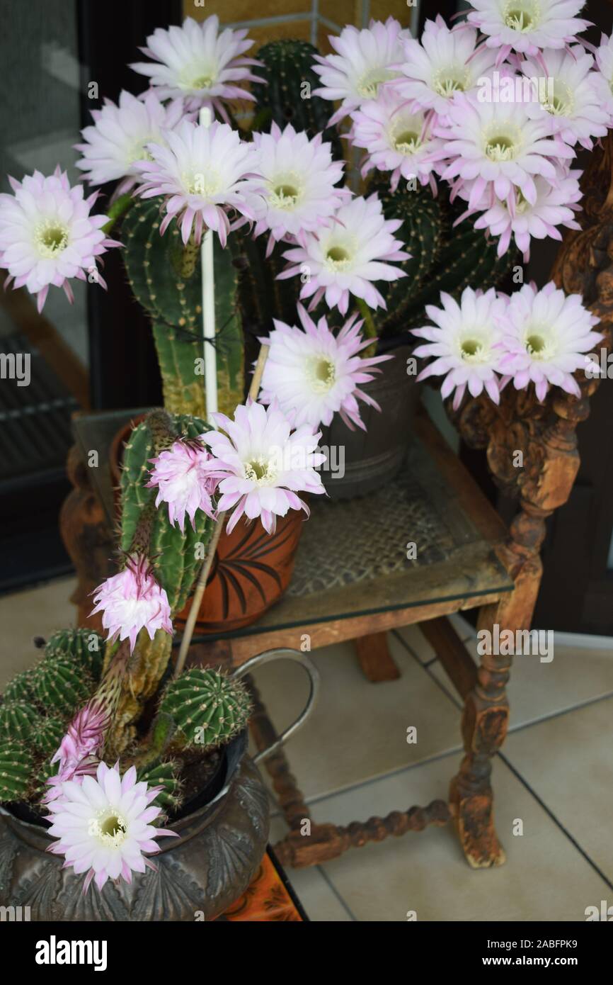 blooming Queen of the night cactus Stock Photo - Alamy