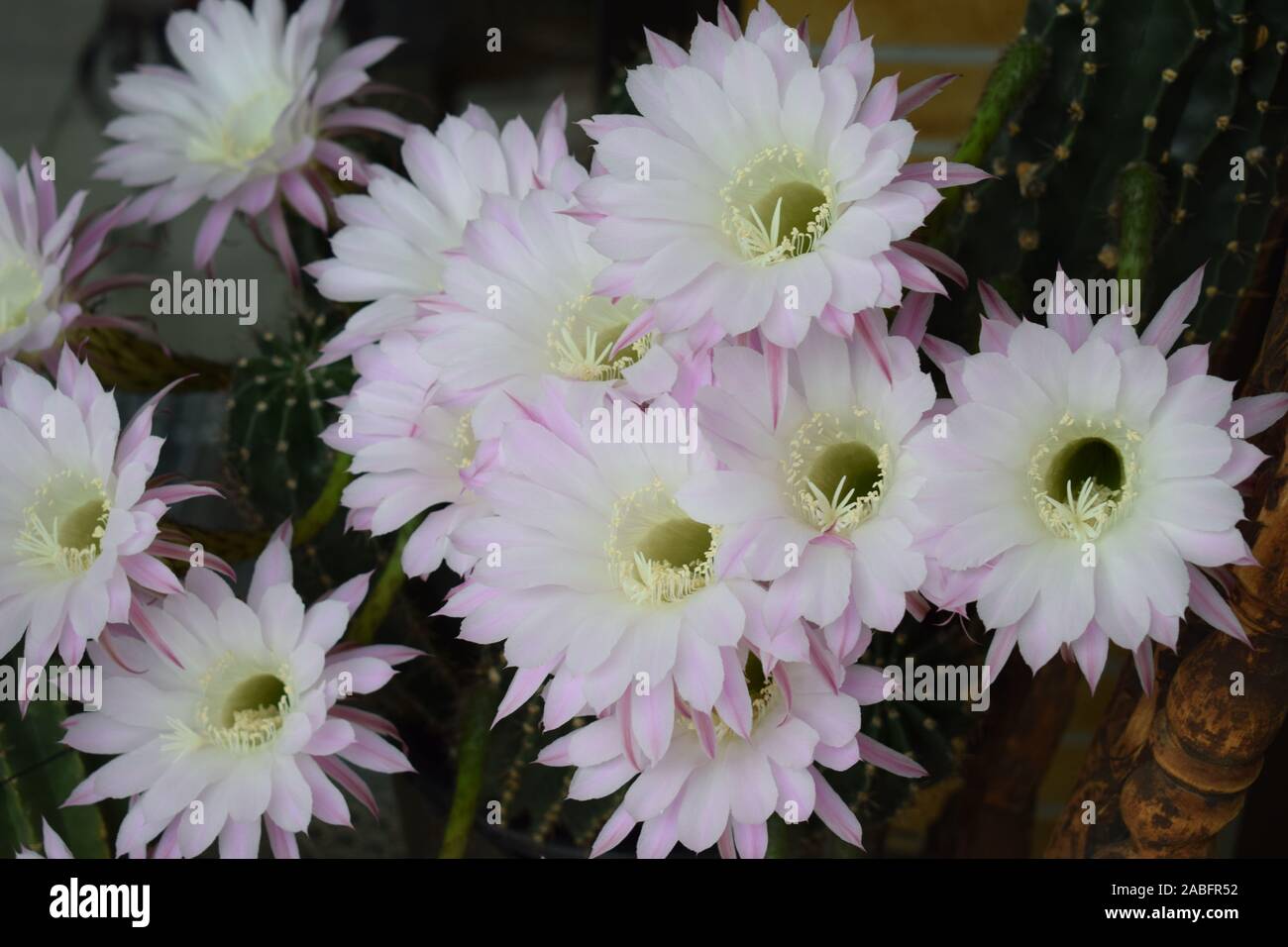 blooming Queen of the night cactus Stock Photo - Alamy