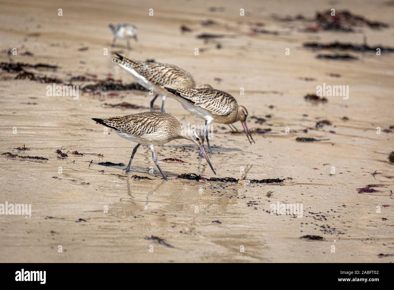 Weed sea weed hi-res stock photography and images - Alamy