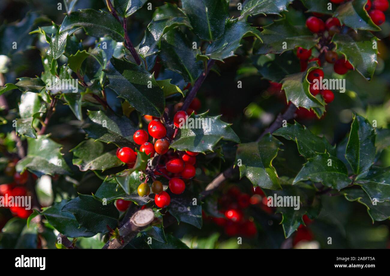 Christmas holly and ivy hi-res stock photography and images - Alamy