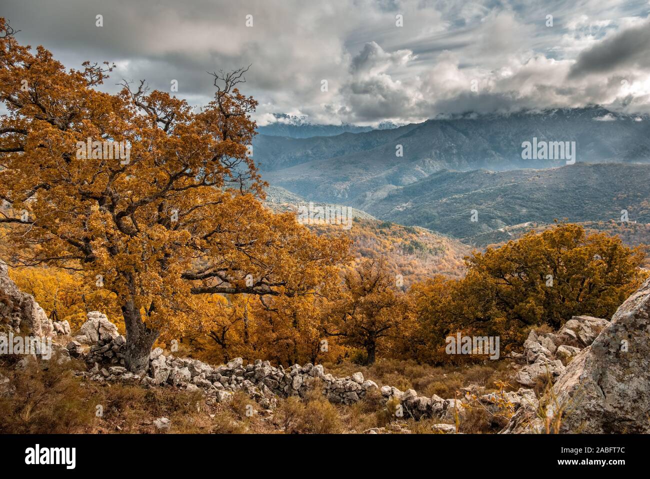 An old oak tree in full golden autumn foliage by an old tumbled down ...