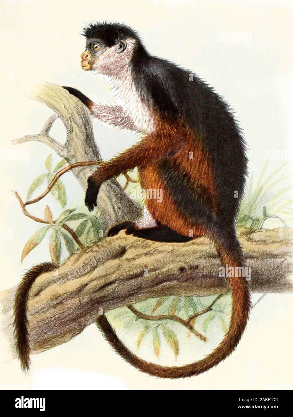 Pennants colobus hi-res stock photography and images - Alamy