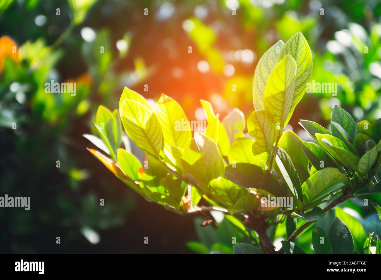 Fresh green bush plants in the sunlight in summer. Save the planet ...