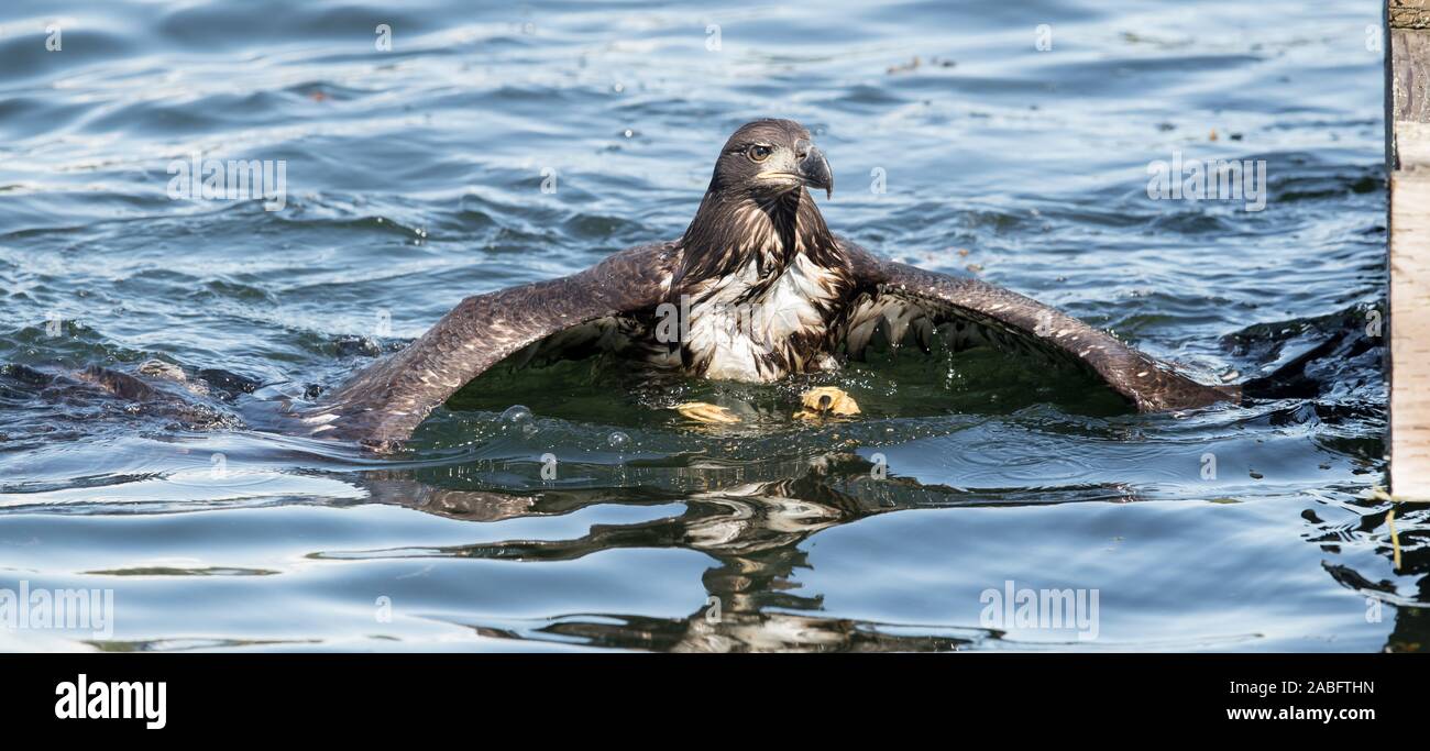 Bald eagle swimming hi-res stock photography and images - Alamy