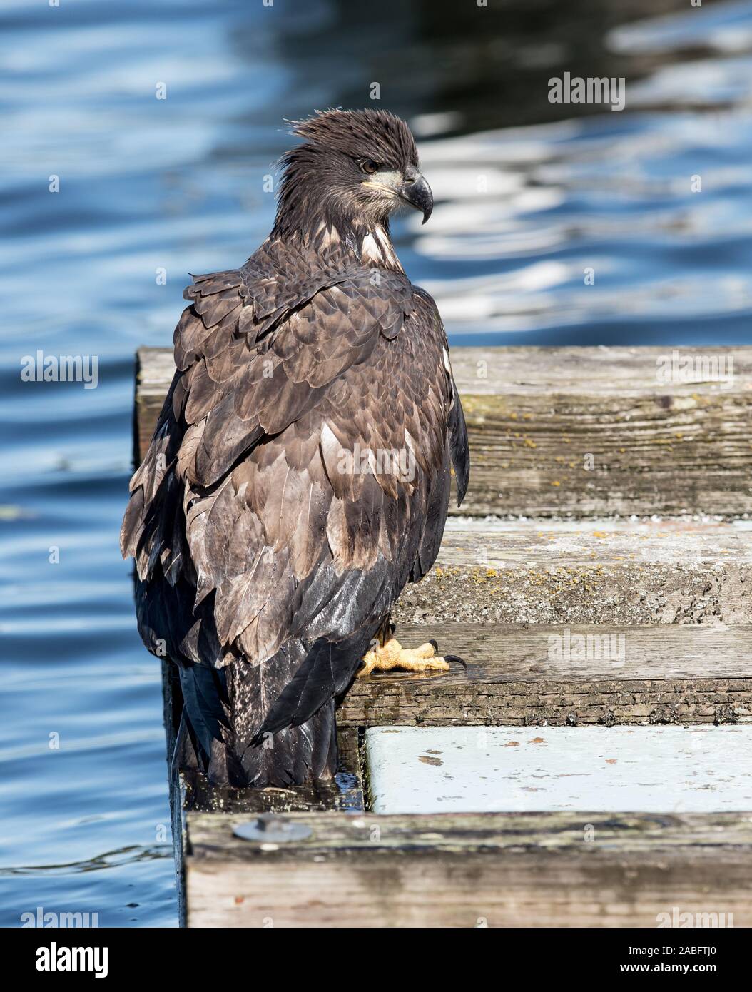 Bald Eagle, Canada Stock Photo - Alamy