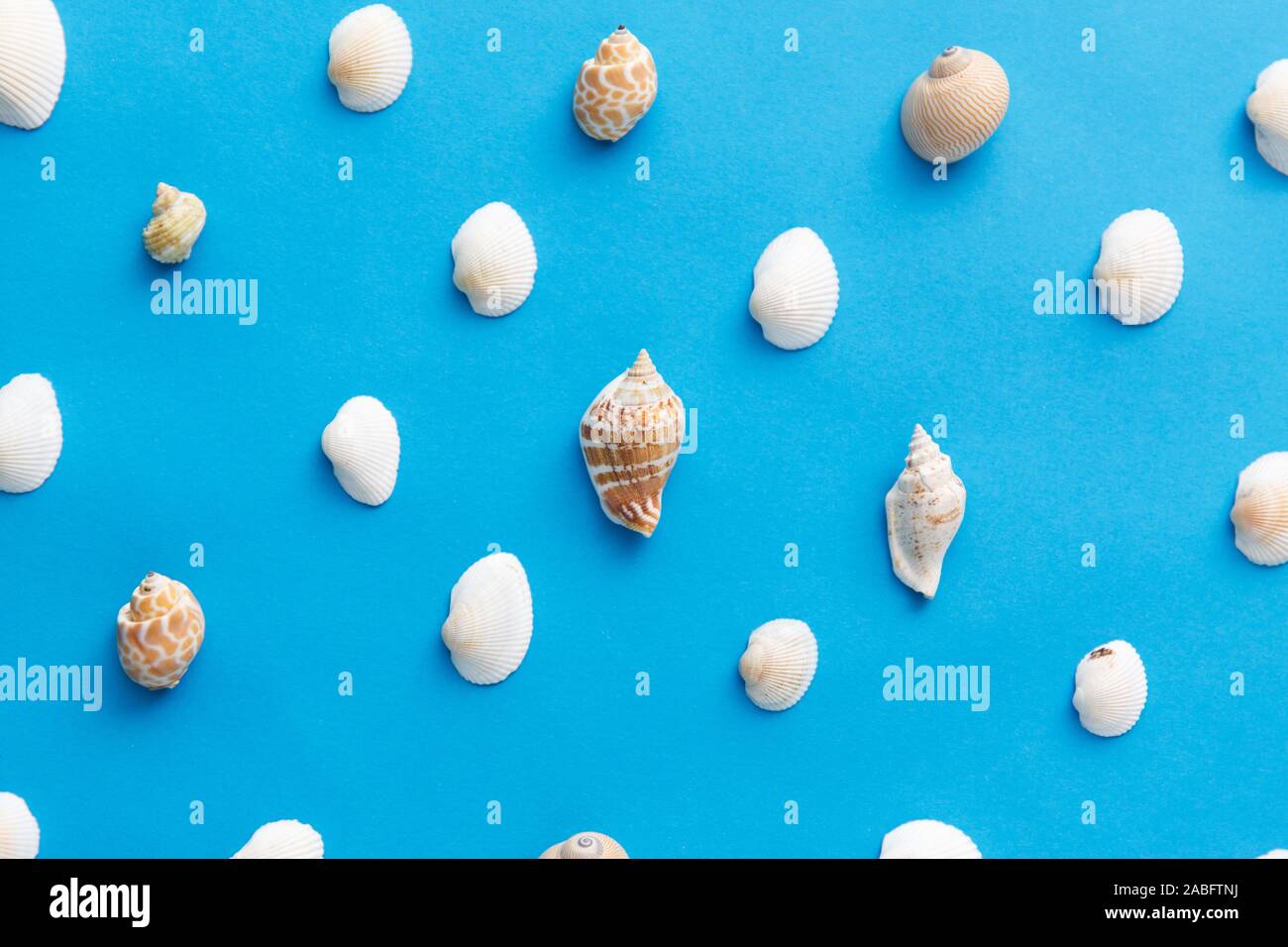 different sea shells on blue background Stock Photo - Alamy