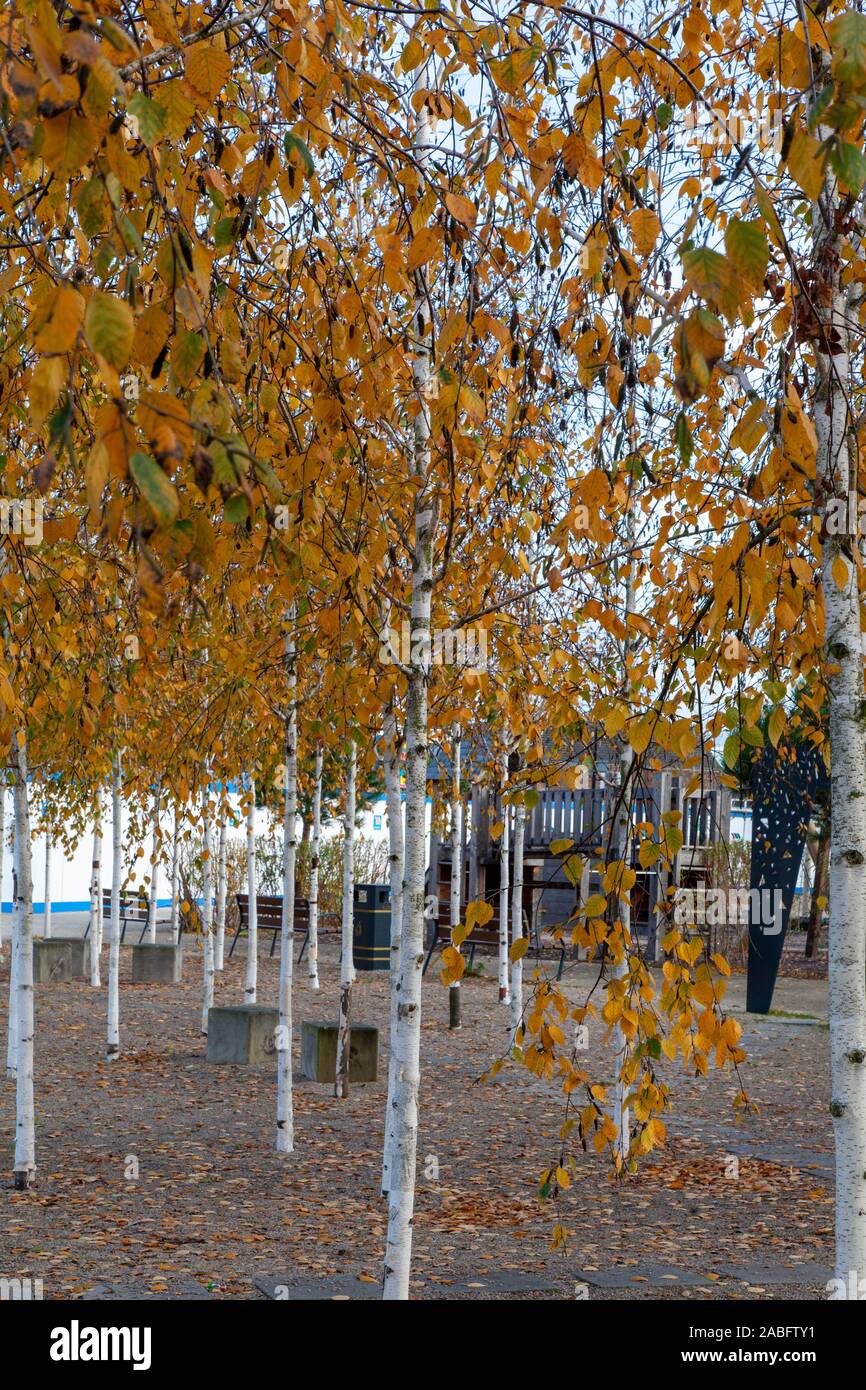 Himalayan Birch Tree High Resolution Stock Photography and Images - Alamy