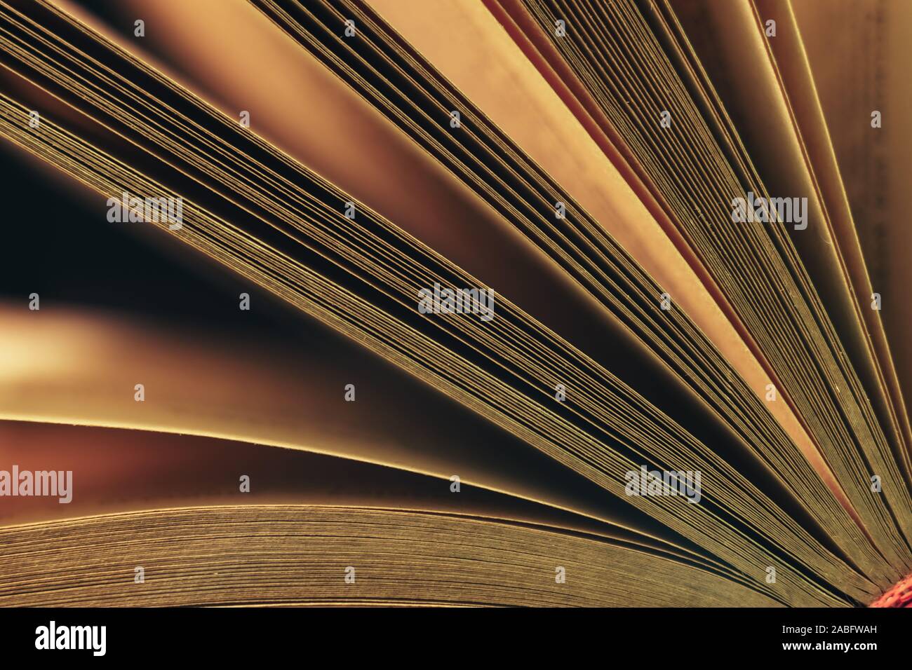 Close up Beautiful book pages in the color light on a night background ...