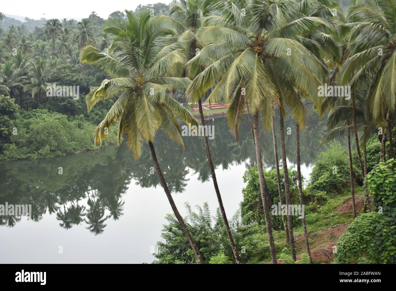 Palm trees beside the river in goa India Stock Photo - Alamy