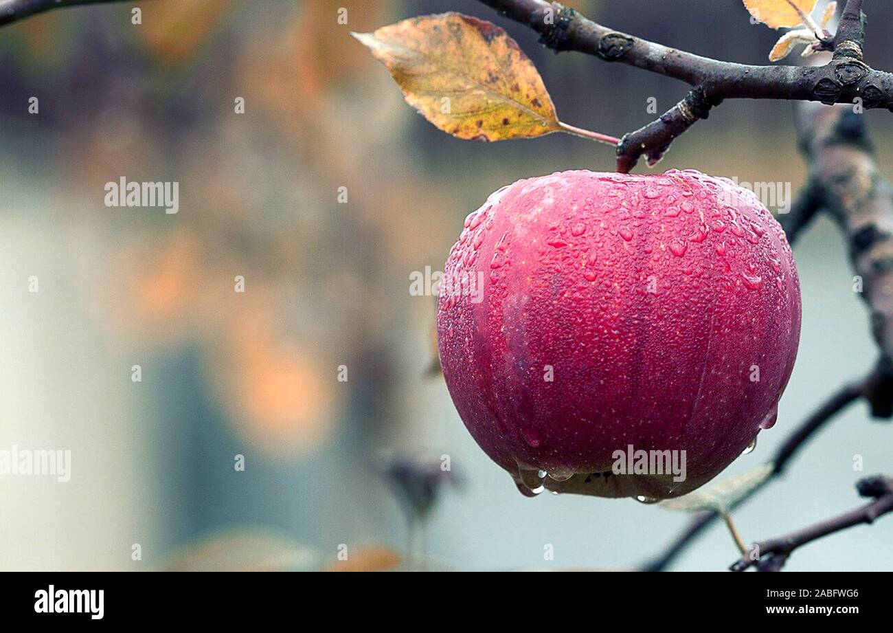 red apple on tree during rain season Stock Photo - Alamy