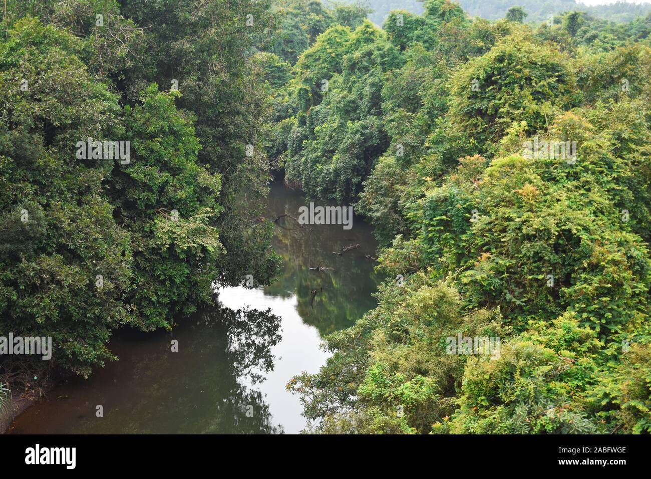 A river flowing through middle of a forest Stock Photo - Alamy