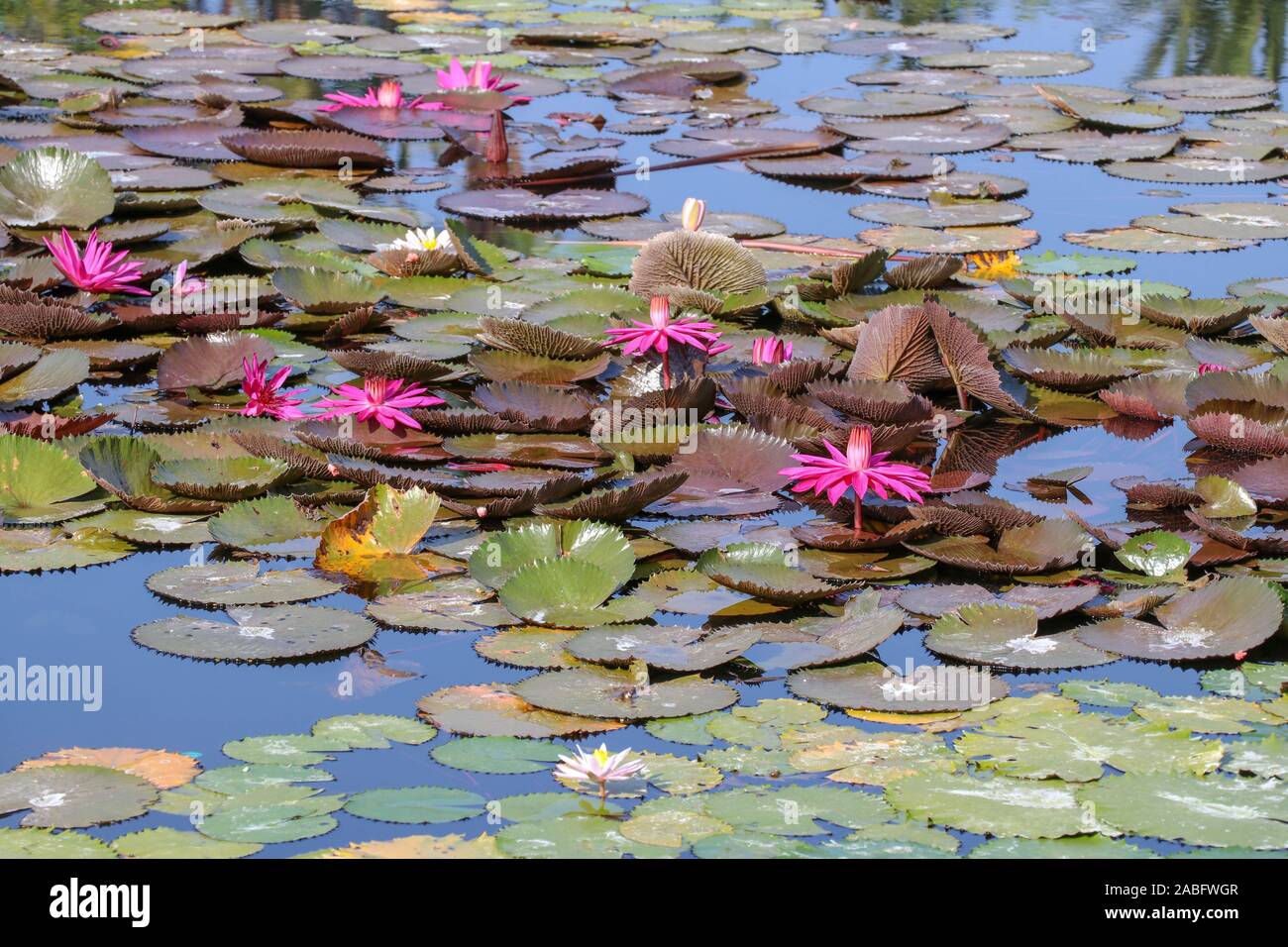 The surface of the pond covered with red water lilies. Beautiful large ...