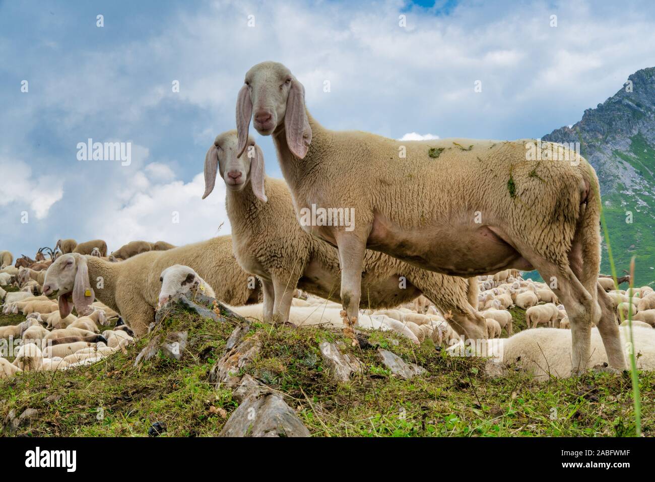 Newly sheared sheep grazing in the mountains Stock Photo - Alamy