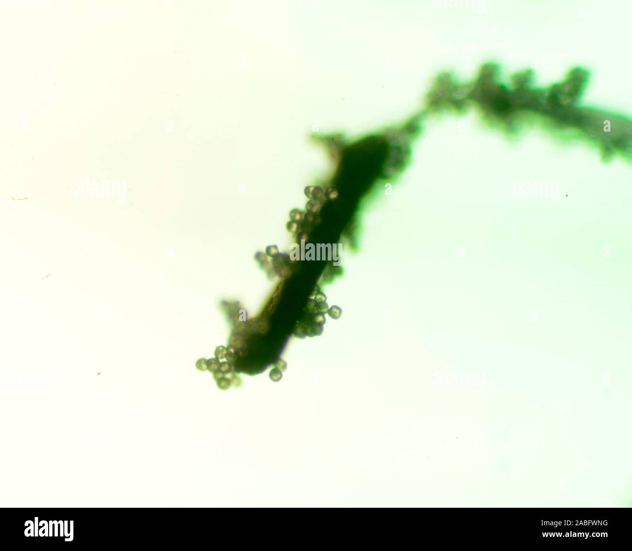 Pollen, powdery, powder, substance, microgametophytes, seed, plants ...