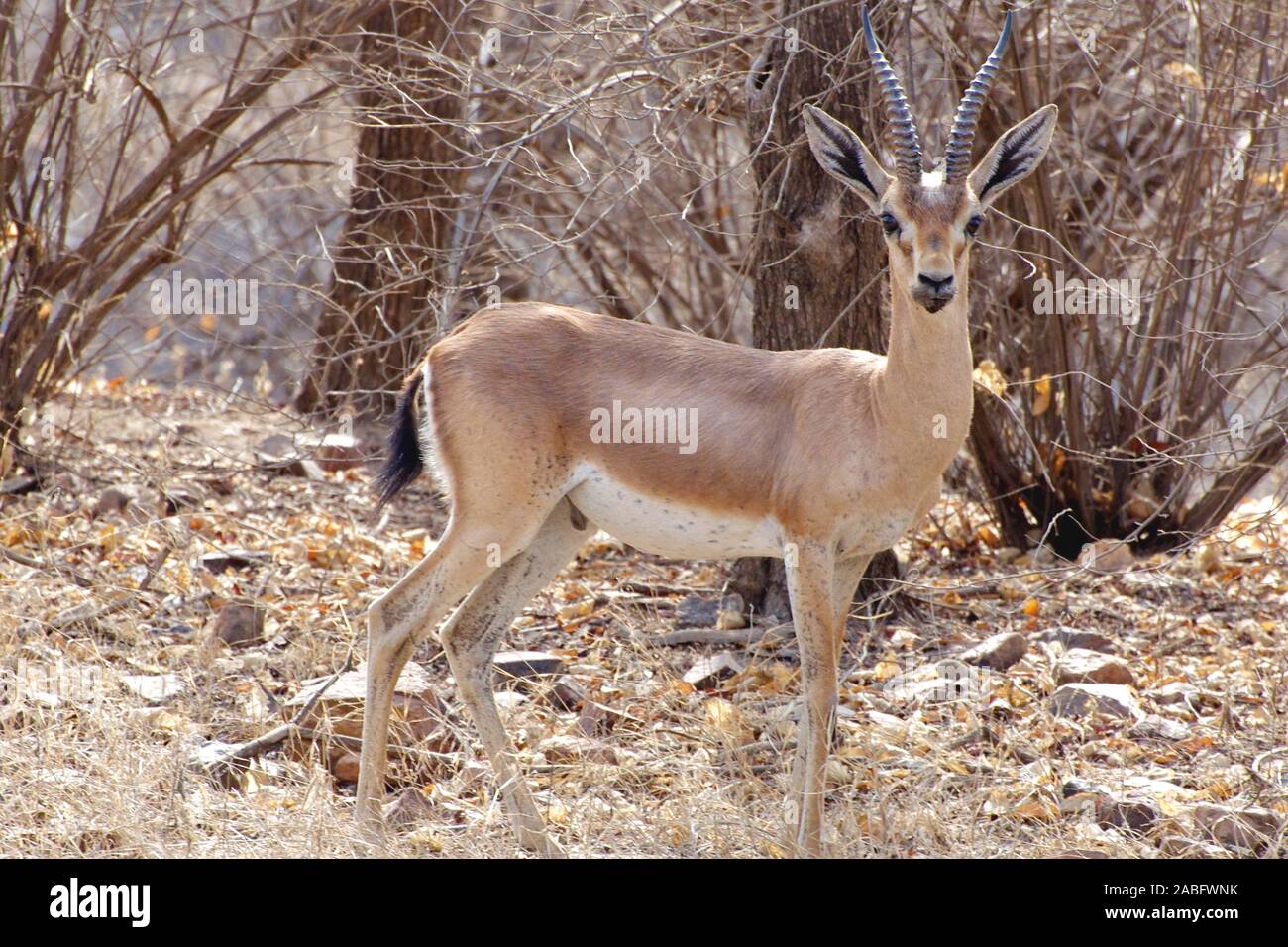 chinkara in forest looking around Stock Photo - Alamy