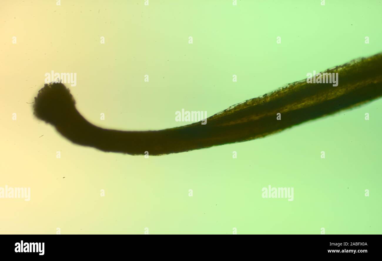 Pollen, powdery, powder, substance, microgametophytes, seed, plants ...