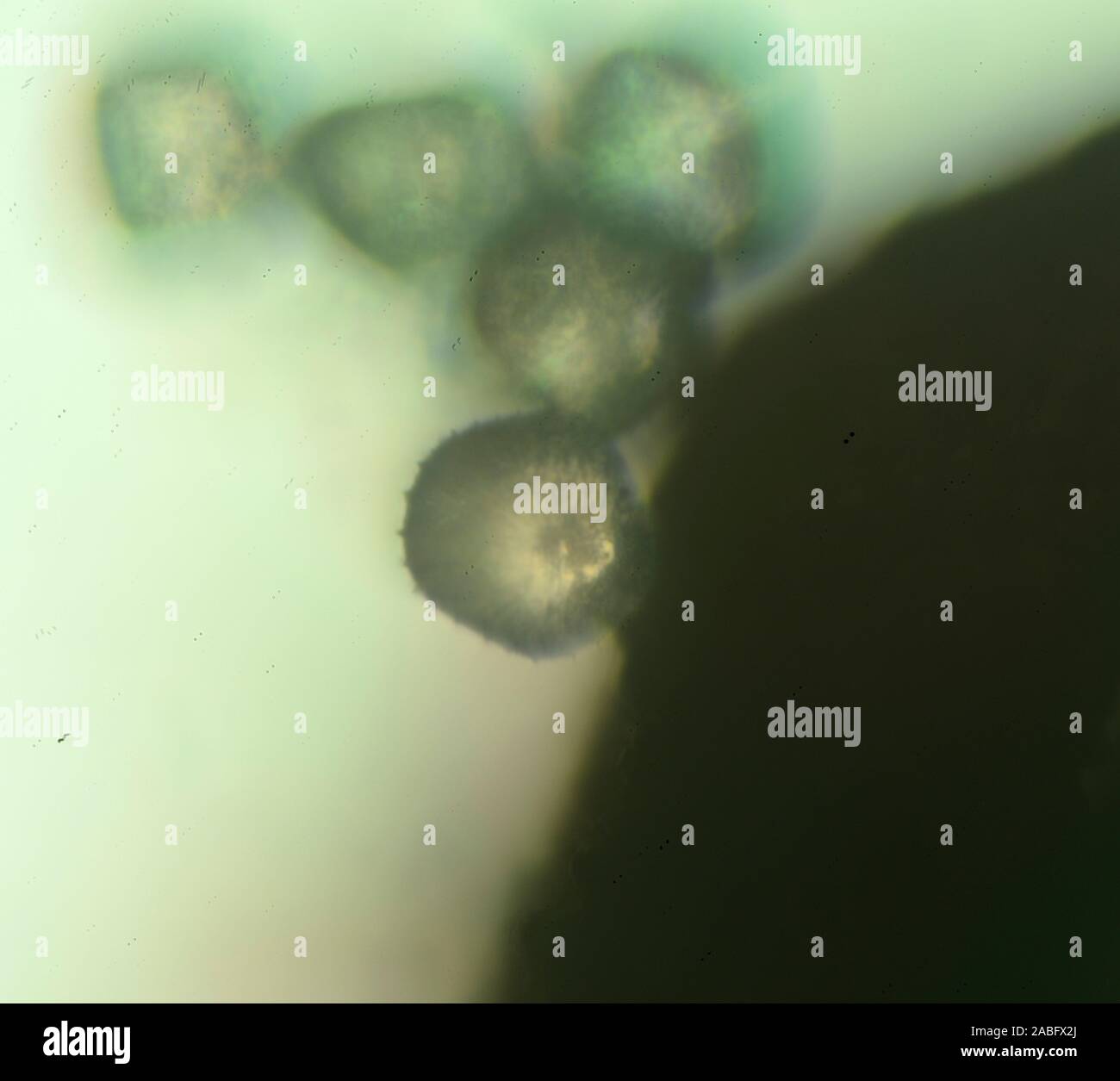 Pollen, powdery, powder, substance, microgametophytes, seed, plants ...