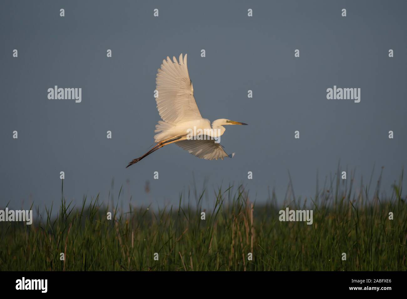 Great egret (Egretta alba), in flight above a reed bed, Danube Delta ...