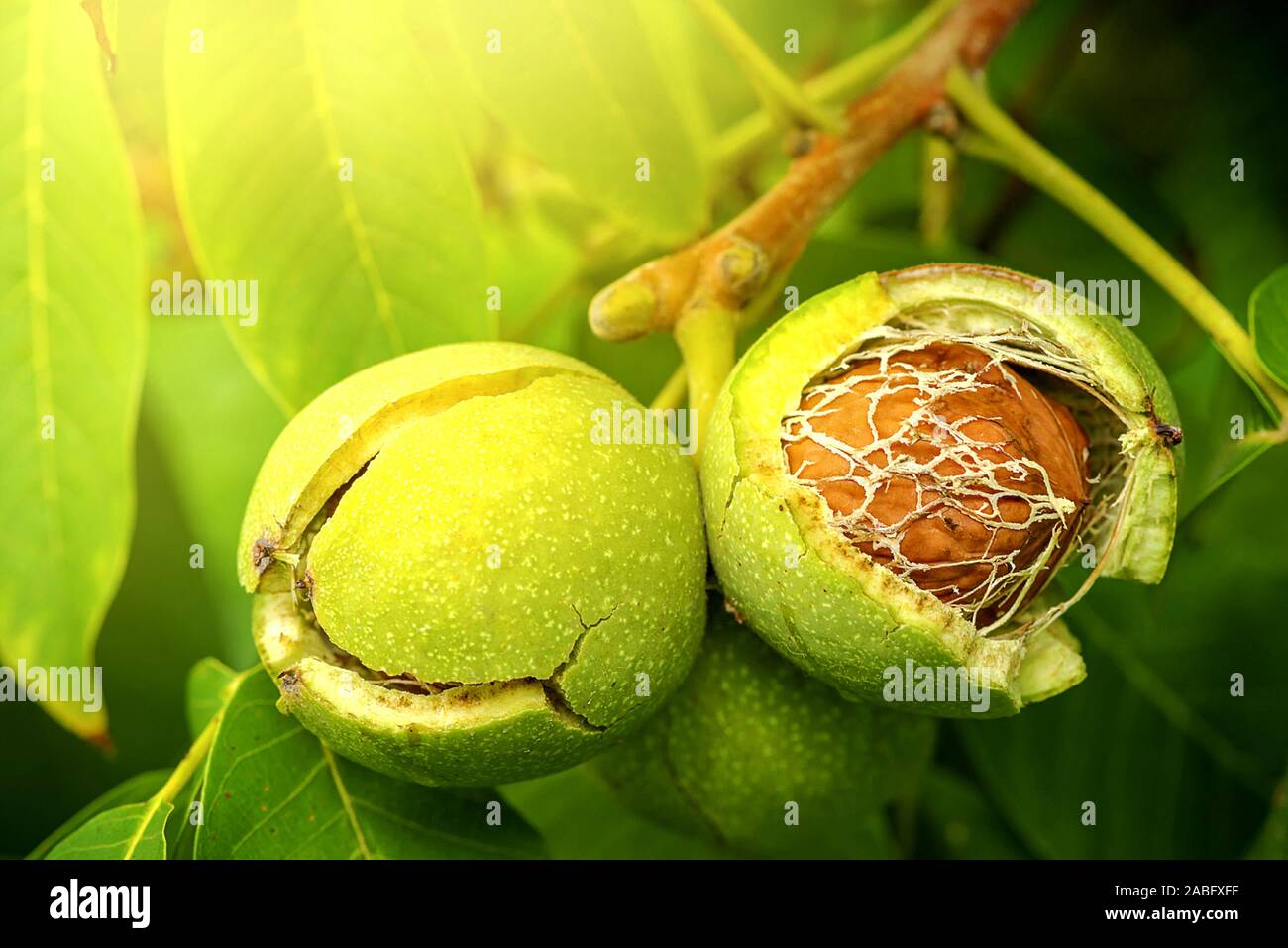 fresh walnuts under cover on tree Stock Photo - Alamy