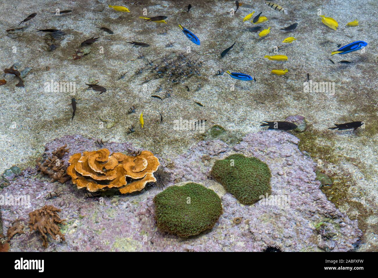 multicolored fish and marine organisms in an oceanarium. observation of ...