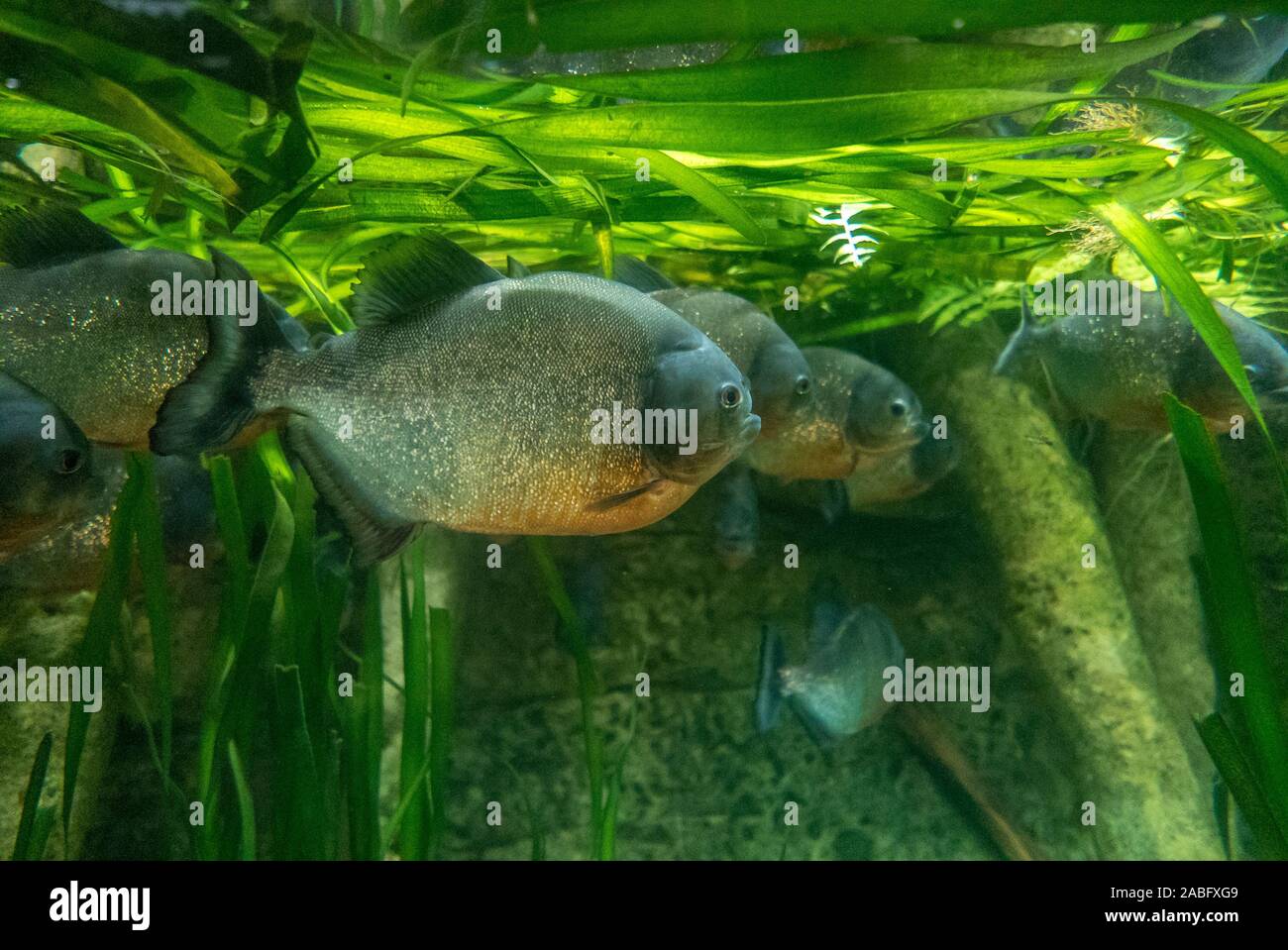 multicolored fish and marine organisms in an oceanarium. observation of ...