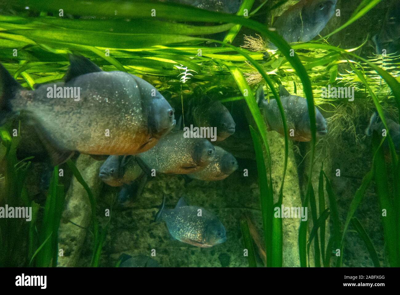 multicolored fish and marine organisms in an oceanarium. observation of ...