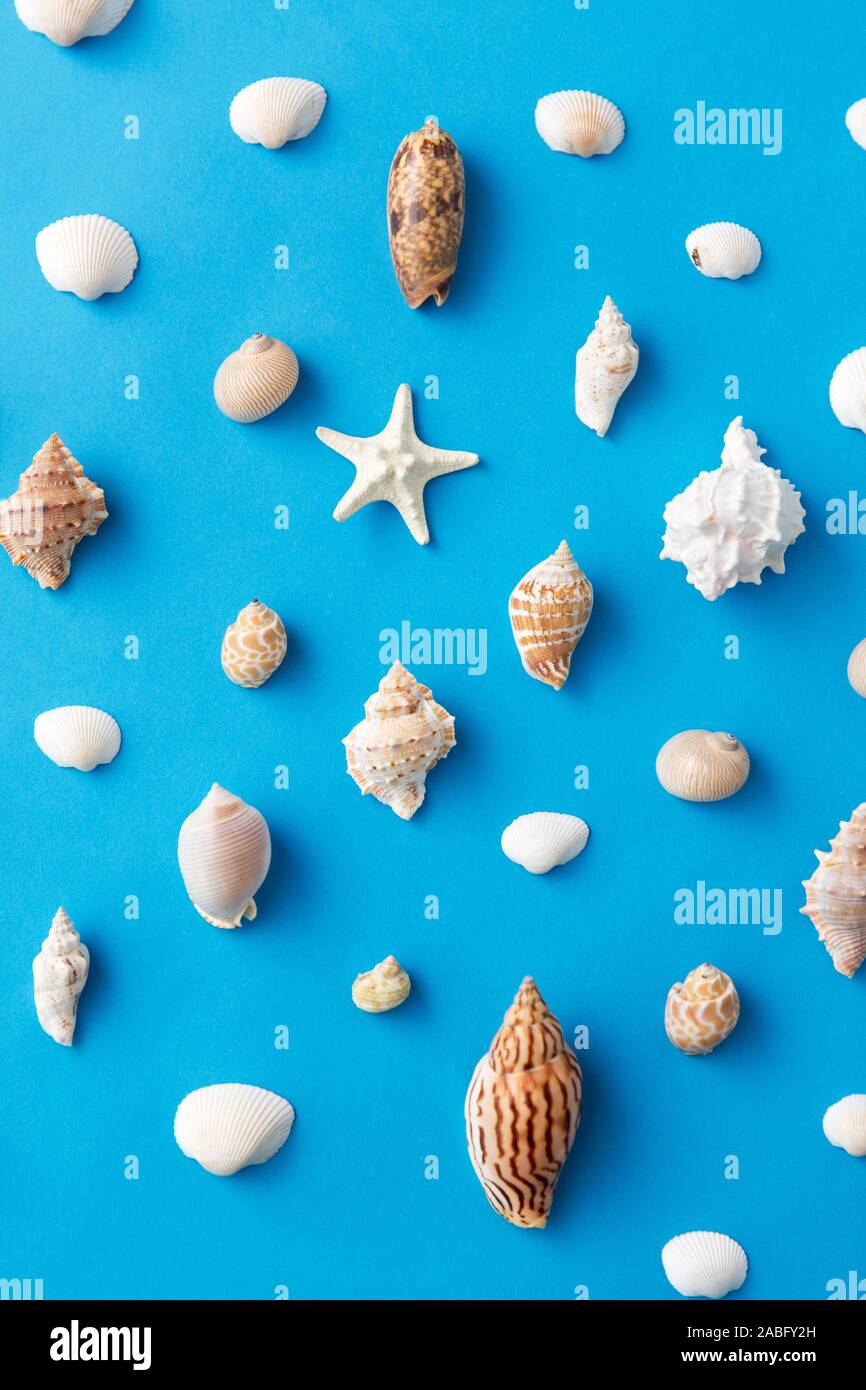 different sea shells on blue background Stock Photo - Alamy