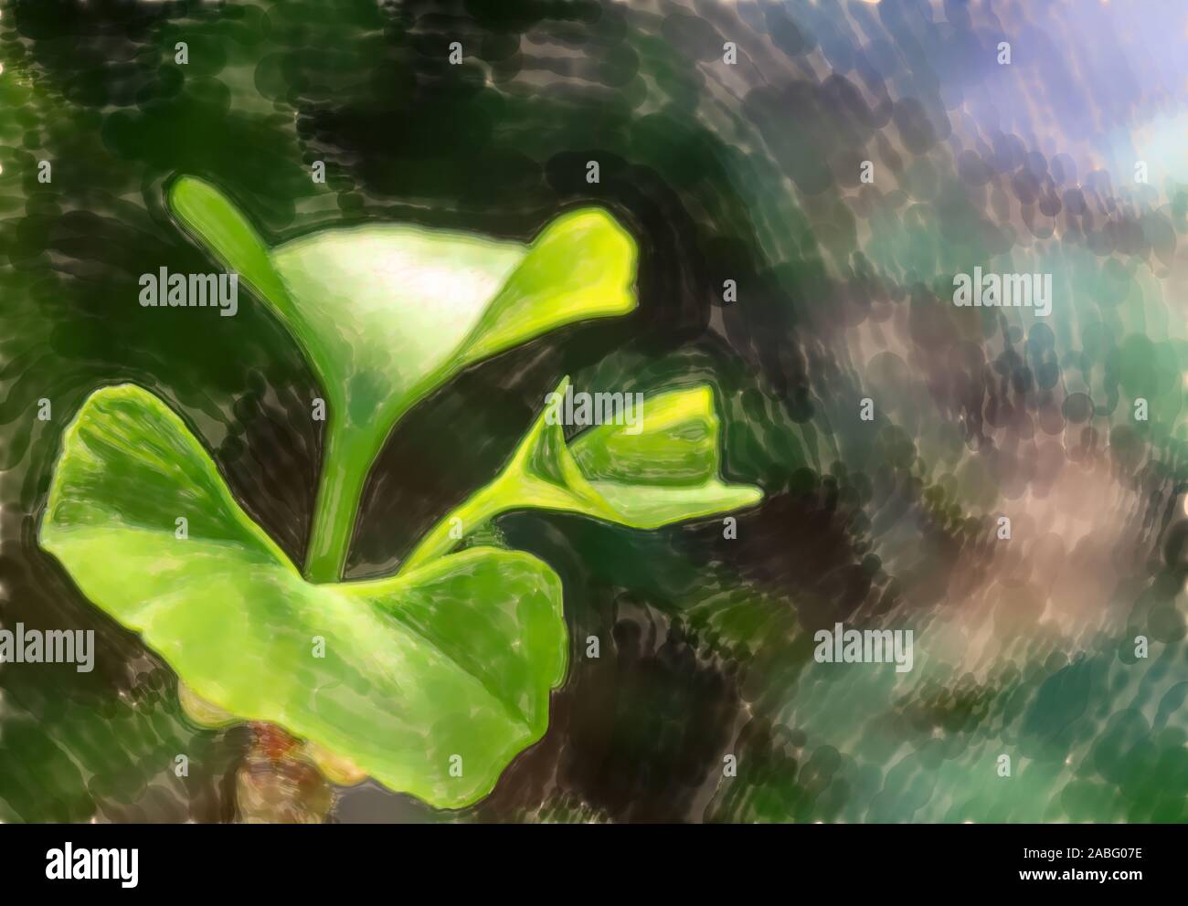 watercolor illustration: Young leaf of a ginkgo tree, scientific name ...