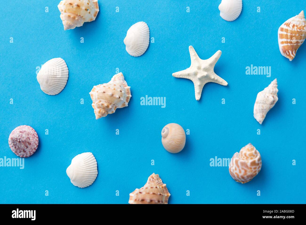 different sea shells on blue background Stock Photo - Alamy