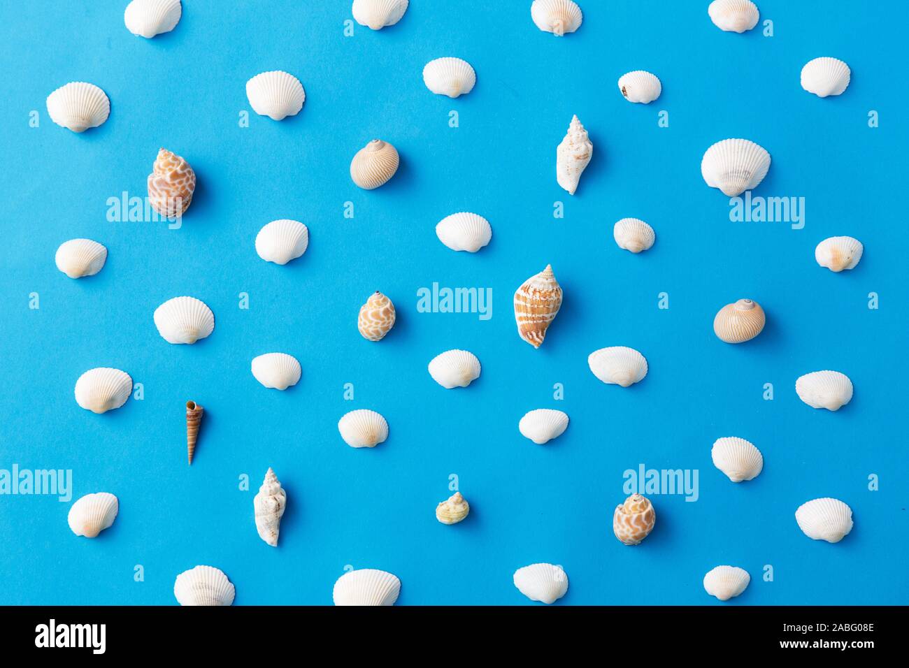 different sea shells on blue background Stock Photo - Alamy