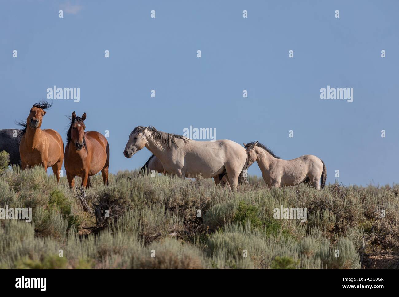 Wild Horses in Sand Wash Basin Colorado in Summer Stock Photo - Alamy