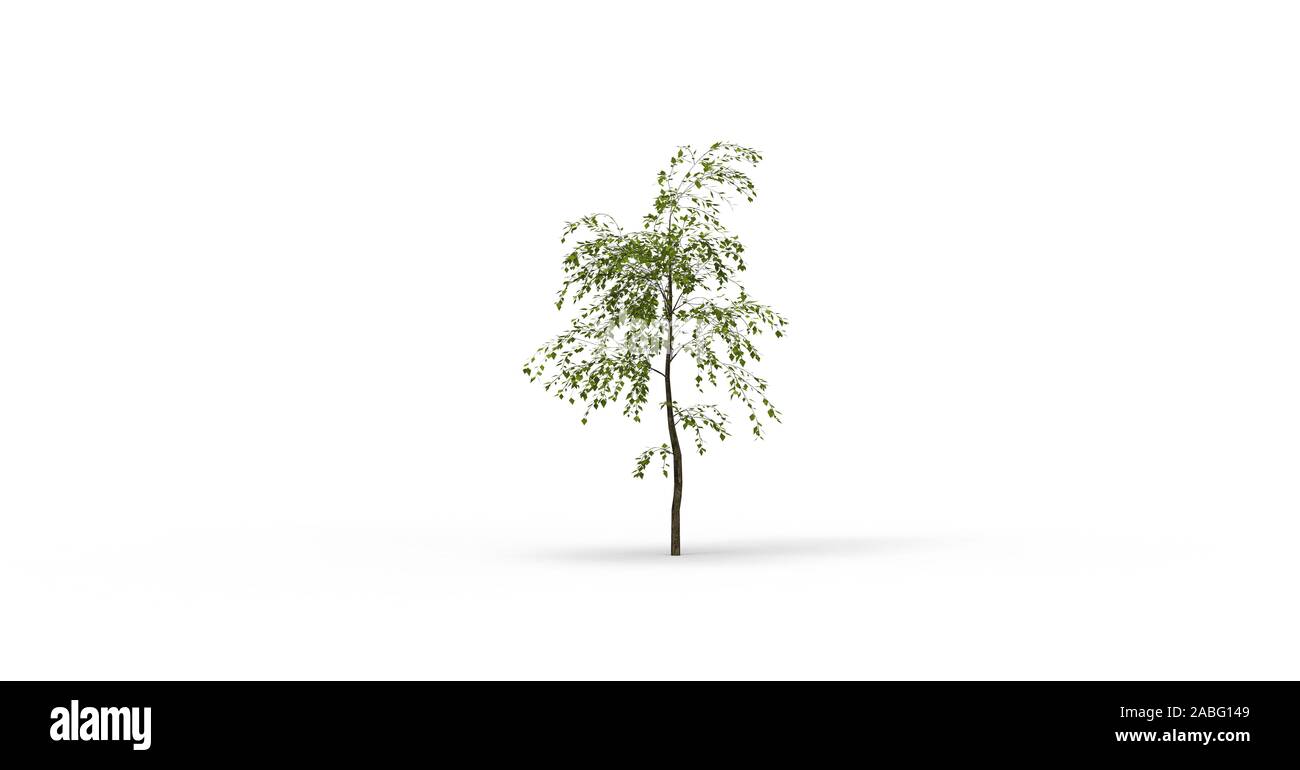 Tree isolated on white 3D Rendering Stock Photo - Alamy