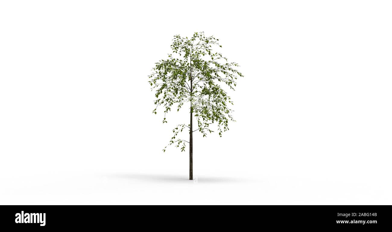 Tree isolated on white 3D Rendering Stock Photo - Alamy