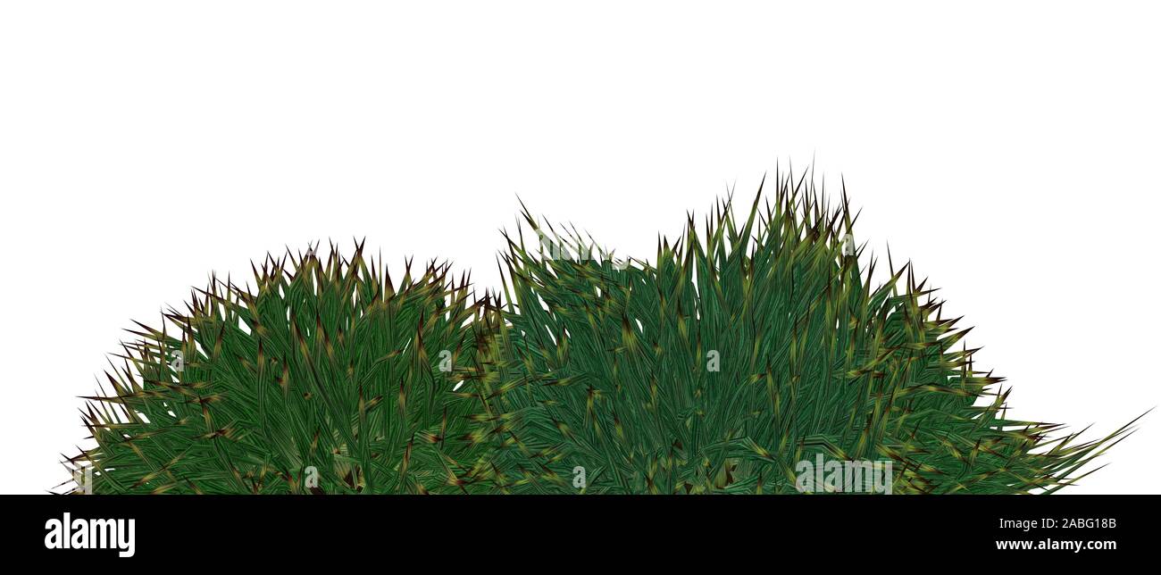 Bushes isolated on white 3D Rendering Stock Photo - Alamy